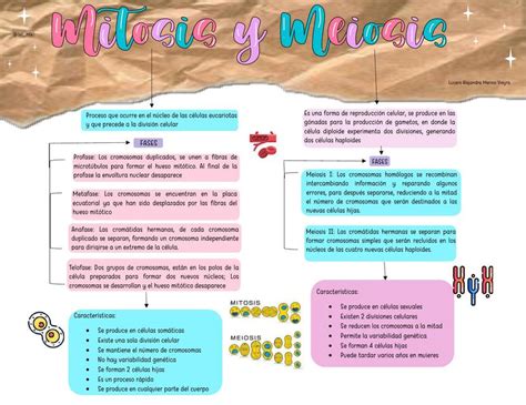 Cuadros Sinpticos Sobre Mitosis Y Meiosis Diferencias Cuadro