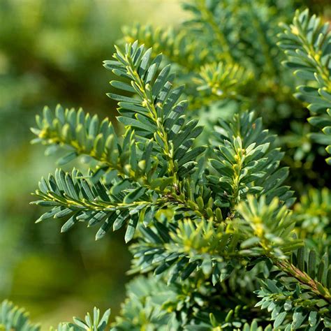 Plants To Grow Under A Yew Tree At Jenny Abate Blog
