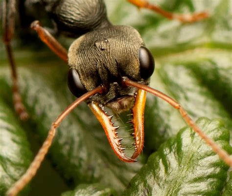 Myrmecia Impaternata Ausemade