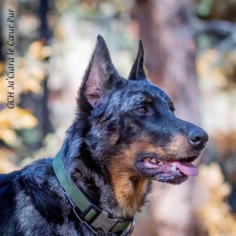 Joie De Vie Beaucerons Jaciara