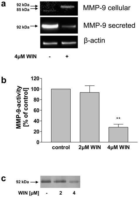 A Western Blot Analysis Of Cell Lysates Mmp 9 Cellular And