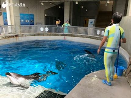 セブンの成長 えのすいトリーター日誌 新江ノ島水族館