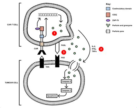 Car T Cells Mediate Killing Of Tumour Cells Via Three Axes 1