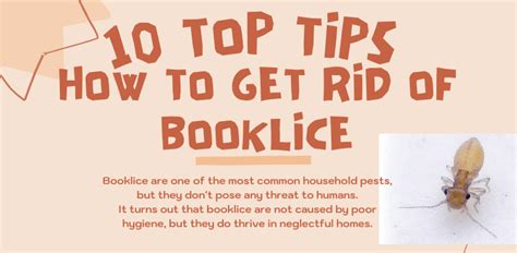 How To Get Rid Of Booklice Bon Accord London