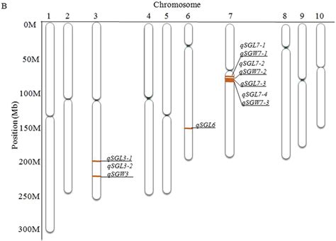 The Chromosomal Locations Of The Identified Qtl For Maize Kernel Starch Download Scientific