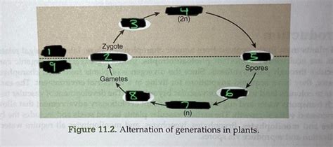 Lab Practical Lab 11 Flashcards Quizlet