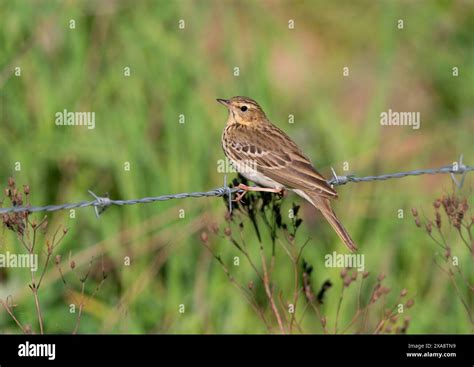 Tree Pitpit Anthus Trivialis Sitting On Barbed Wire Netherlands