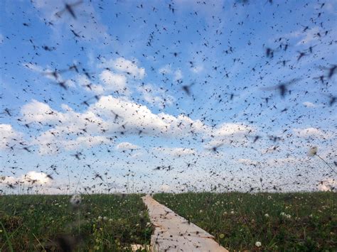 Why The Arctics Mosquito Problem Is Getting Bigger Badder National