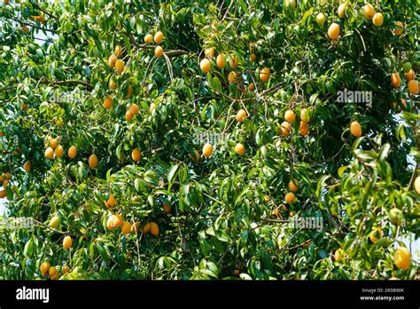 Plenty Ripe Marian Plum Fruits With Green Leaves Hanging In The Tree In