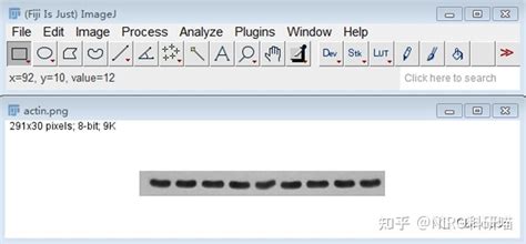 Western Blot （wb）条带灰度值测量从原理到实践 Western Blotting技术 社区 小桔灯网 体外诊断新媒体 Iivd Net