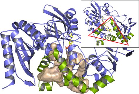 Tunnel Leading To The Active Site Calculated Using The Hollow Script