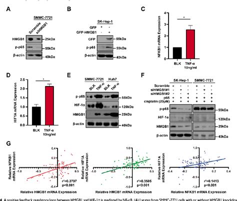 Figure 4 From Self Enforcing Hmgb1 Nf κb Hif 1α Feedback Loop Promotes Cisplatin Resistance In