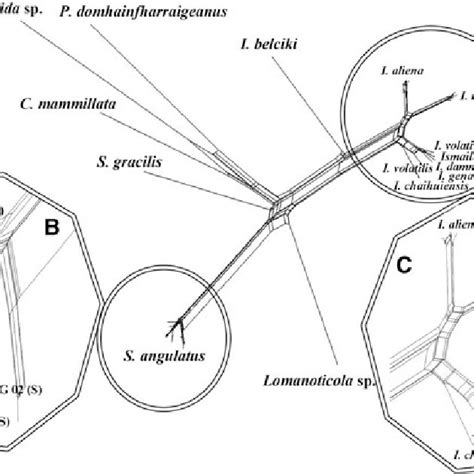 neighbour network computed by splitstree a with magnifications for
