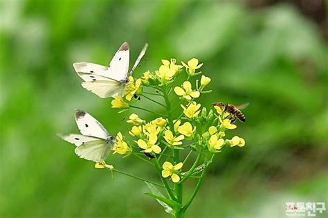 포토친구 나비와 벌 그리고 꽃이 어울린 예쁜 풍경