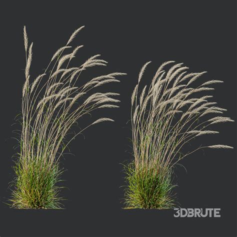 Ntal Grass Set Combines Two Iconic And Highly Architectural Species