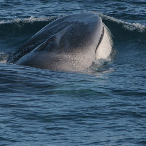 Fin Whales Whaling