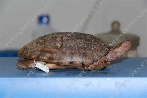 四眼斑水龟 Sacalia quadriocellata 物种库 国家动物标本资源库