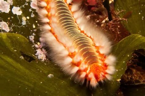 14 Worm Facts That Will Surprise You