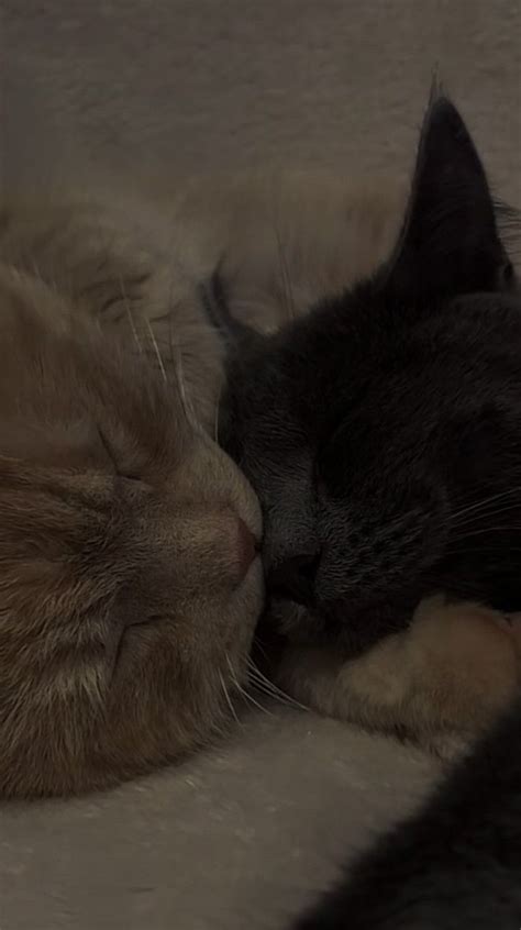 Adorable Snuggling Cats Matching Pfp Cat Idea Cute Cat Cuddle Cat