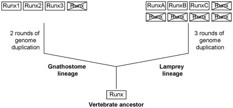 A Model Depicting The Evolution Of Runx Genes In Vertebrates The
