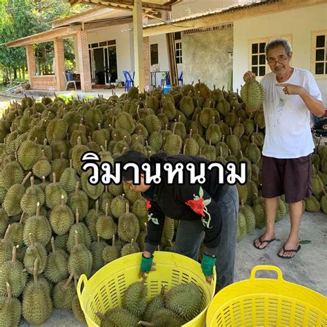 ภาพล่าสุด ชลิต เฟื่องอารมย์ ในวัย 76 ปี กับผลผลิตทุเรียนปีนี้ เจ้าของสวนมาเอง