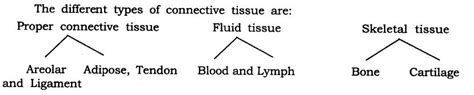 NCERT Solutions For Class 9 Science Chapter 6 Tissues Ncert Books