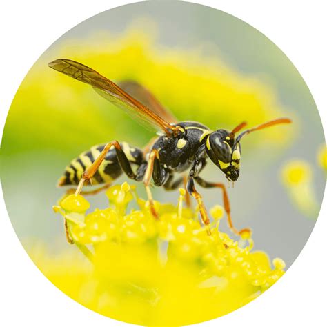 Yellow Jacket Exterminator North New Jersey