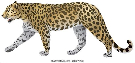 벡터 격리된 표범 및 재규어 그림 스톡 벡터 로열티 프리 1851619495 Shutterstock