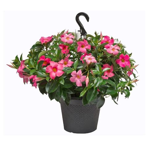 Rio 175 Gal 12 Hanging Basket Dipladenia Flowering Annual Shrub