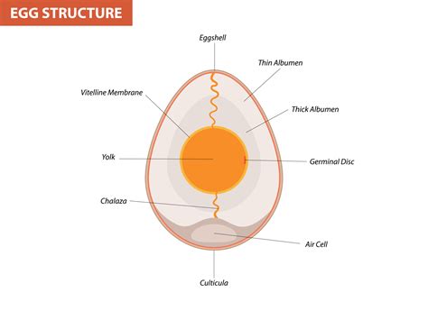 Egg Embryo Anatomy Section Bird Chicken Egg Structure