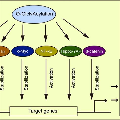 O Glcnacylation Is Associated With Multiple Signaling Pathways