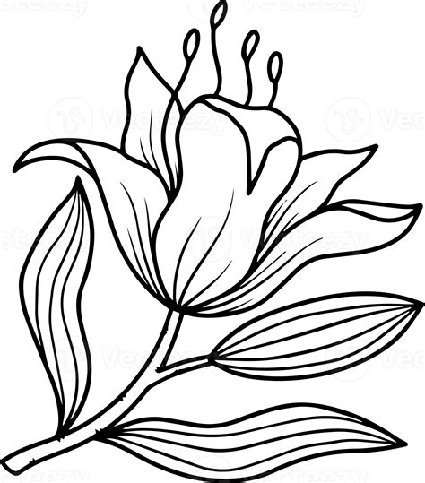Floral Design Line Art 10864105 Png