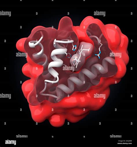 Myoglobin Molecule Computer Model Showing The Structure Of A Myoglobin Molecule Myoglobin Is A