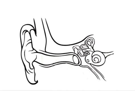 Diagram Of The Ear Without Labels Diagram Of The Ear Without Labels