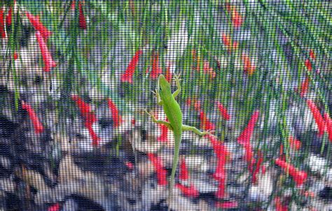 Firecracker Bush By Trebornehoc On Deviantart