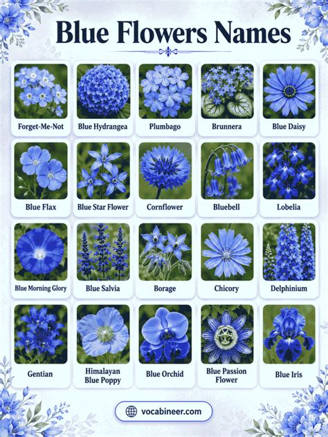 38 Blue Flower Names In English With Pictures