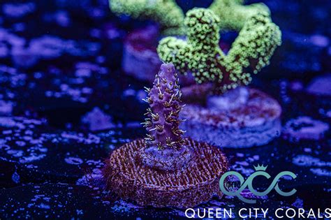 Qcc Fruity Implosion Acropora Wysiwyg Queen City Corals