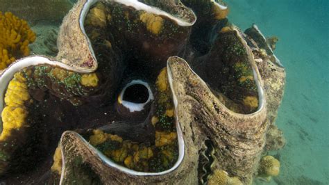 Giant Clam Great Barrier Reef Foundation Great Barrier Reef Foundation