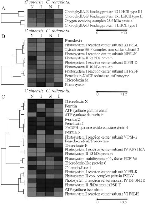 Hierarchical Clusterization By Expression Pattern Of Photosystems Download Scientific Diagram