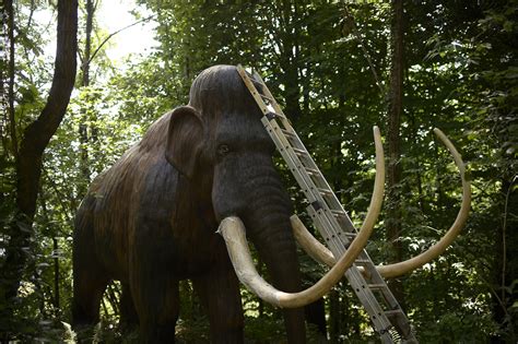 Can Woolly Mammoths Be Brought Back To Life Scientist Says Hybrid Mammoth Elephant Embryo Can