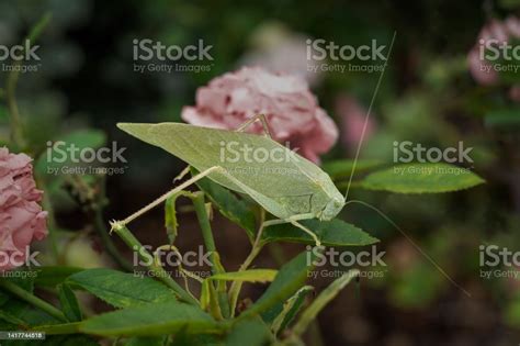Katydid 긴 뿔 메뚜기라고도 불릴 수있는 긴 안테나를 가진 곤충 녹색 잎처럼 보입니다 걷기에 대한 스톡 사진 및 기타 이미지 Istock