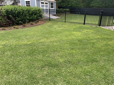 Zoysia Vs Bermuda Grass Bindu Bhatia Astrology