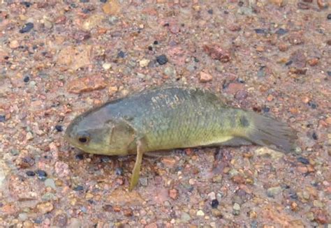 Bizarre Crawling Fish May Soon Invade Australia Outdoorhub