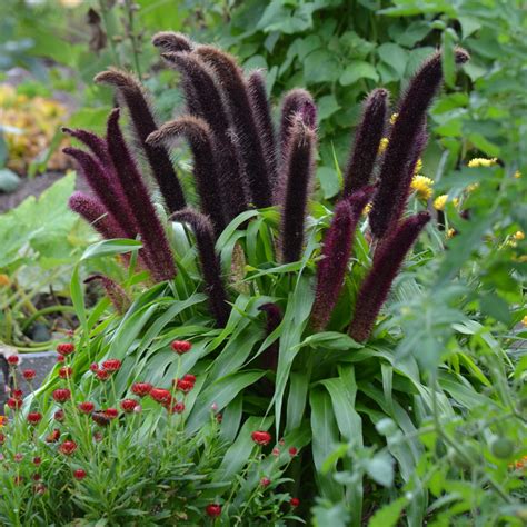 Pennisetum Glaucum Jade Princess White Flower Farm