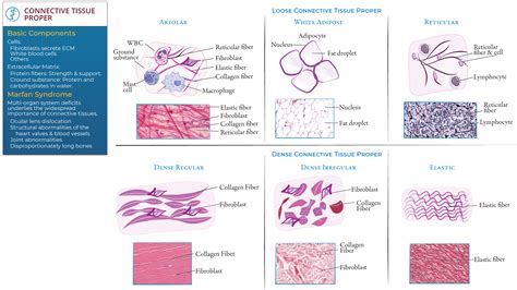Connective Tissue Classification