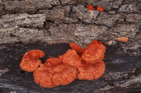 Blood Red Bracket Pycnoporus Sanguineus Mushrooms Of Eastern Texas