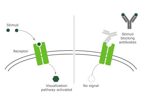 Cell Based Activity Assays For Functional Testing Icosagen