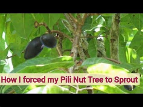 How I Forced My Pili Nut Tree Seed To Sprout Youtube