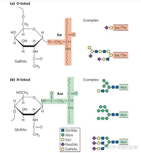 糖化和糖基化两者间的区别 知乎