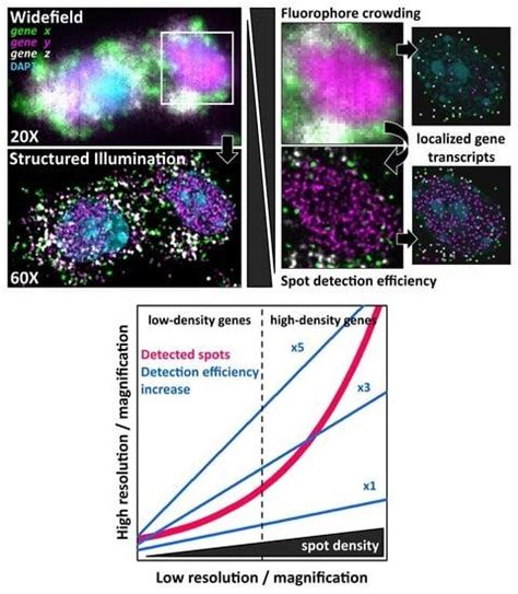 Kyunghee Katie Hong On Linkedin Structured Illumination Microscopy
